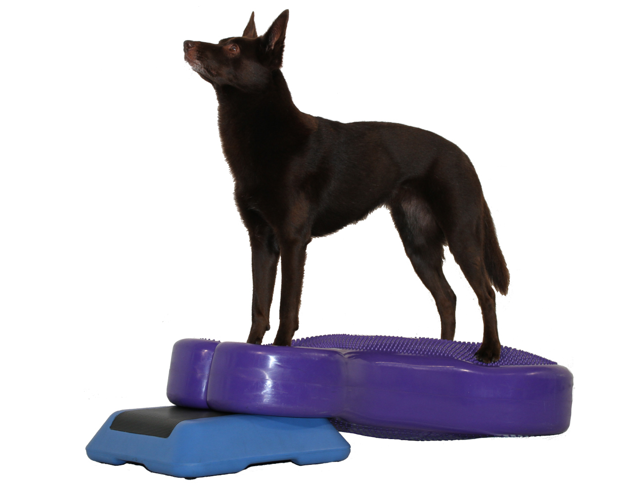 FitPAWS® Giant K9FITbone voor hondenfitness - Nimble-K9 Webshop