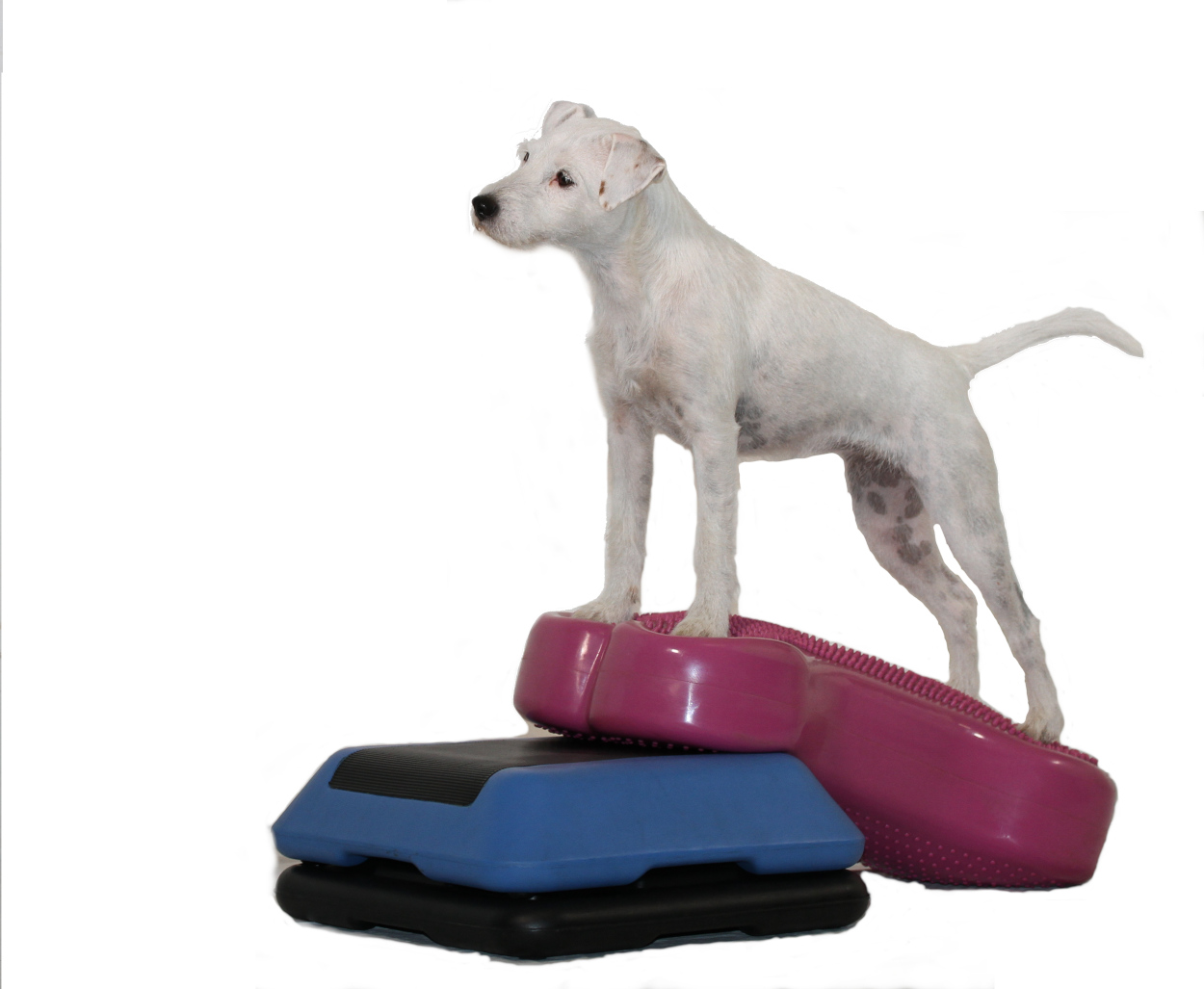 FitPAWS® K9FITbone voor hondenfitness - Nimble-K9 Webshop